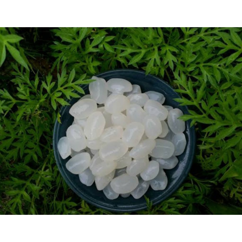 Jual BUAH KOLANG KALING 1 Kg,. #CANGKALENG buah atap, buah aren, dan ...