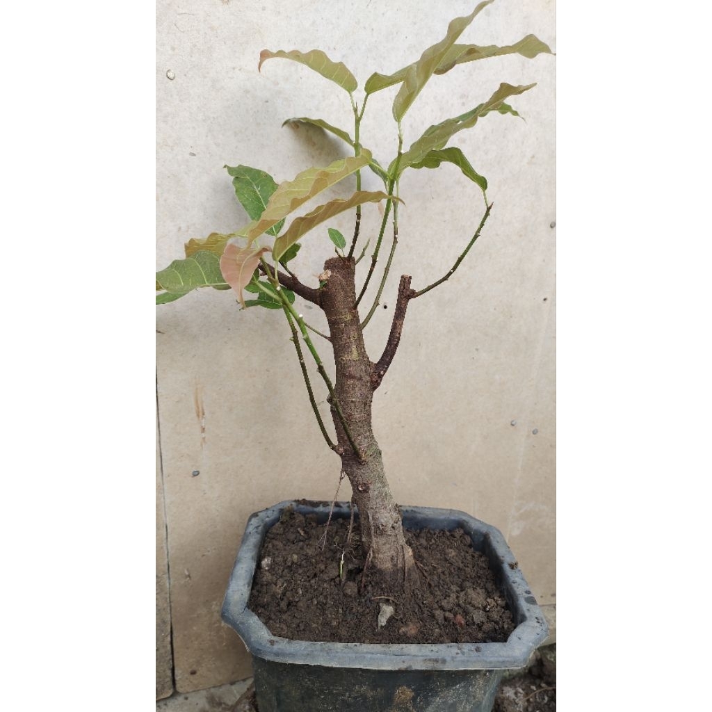 Jual bahan bonsai ficus beringin Bunut preh sudah berakar | Shopee ...