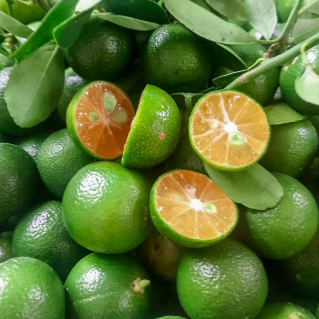 Jual 1KG JERUK SONKIT / JERUK KASTURI / JERUK KUNCI / JERUK LEMON CUI ...