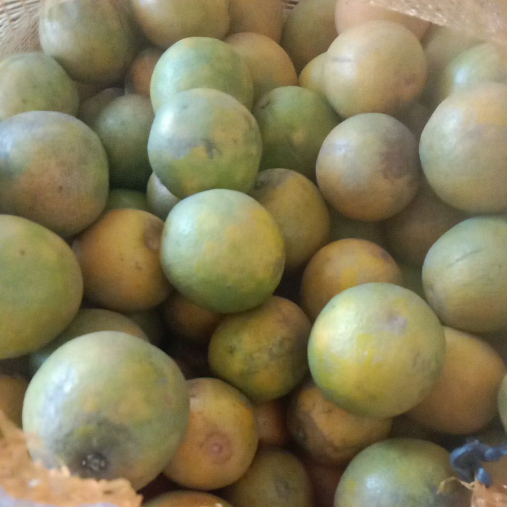 Jual Jeruk Baby Chery/Mini Fresh 1Kg (isi 9-12 buah) | Shopee Indonesia