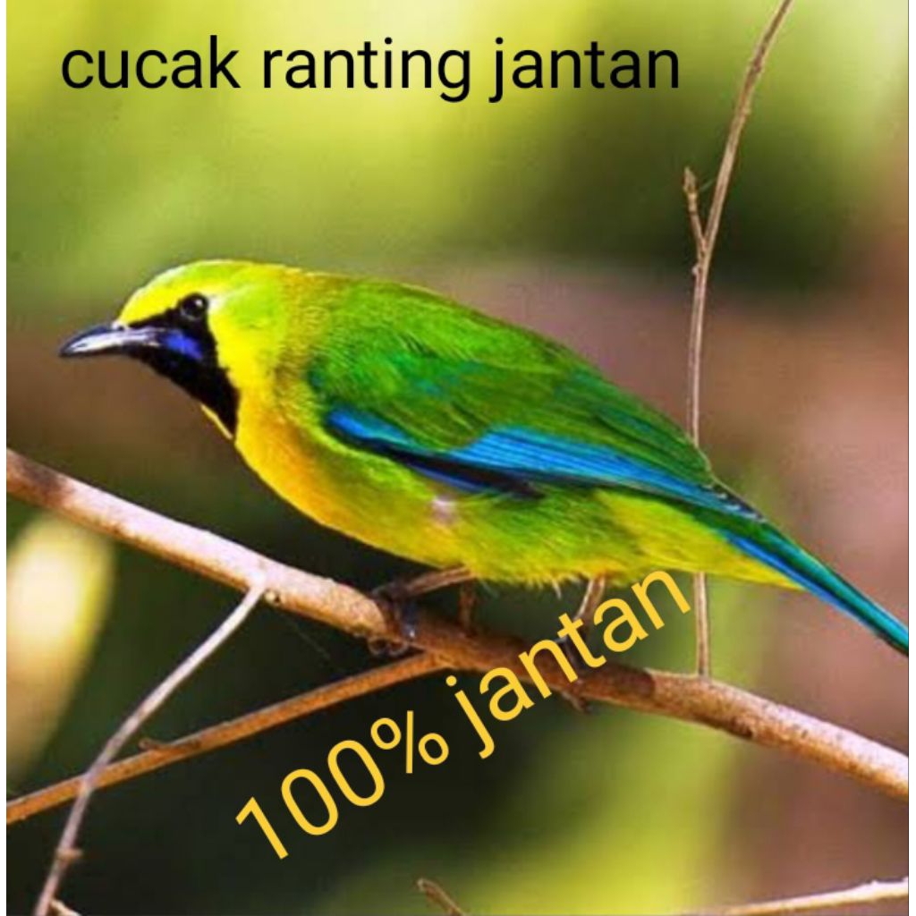 Jual cucak ranting sepasang | Shopee Indonesia
