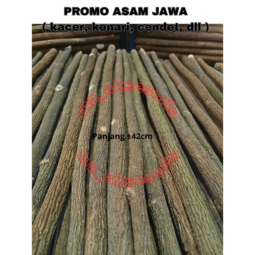 Jual PROMO TANGKRINGAN ASEM JAWA (TETEHAN) ±42CM | Shopee Indonesia