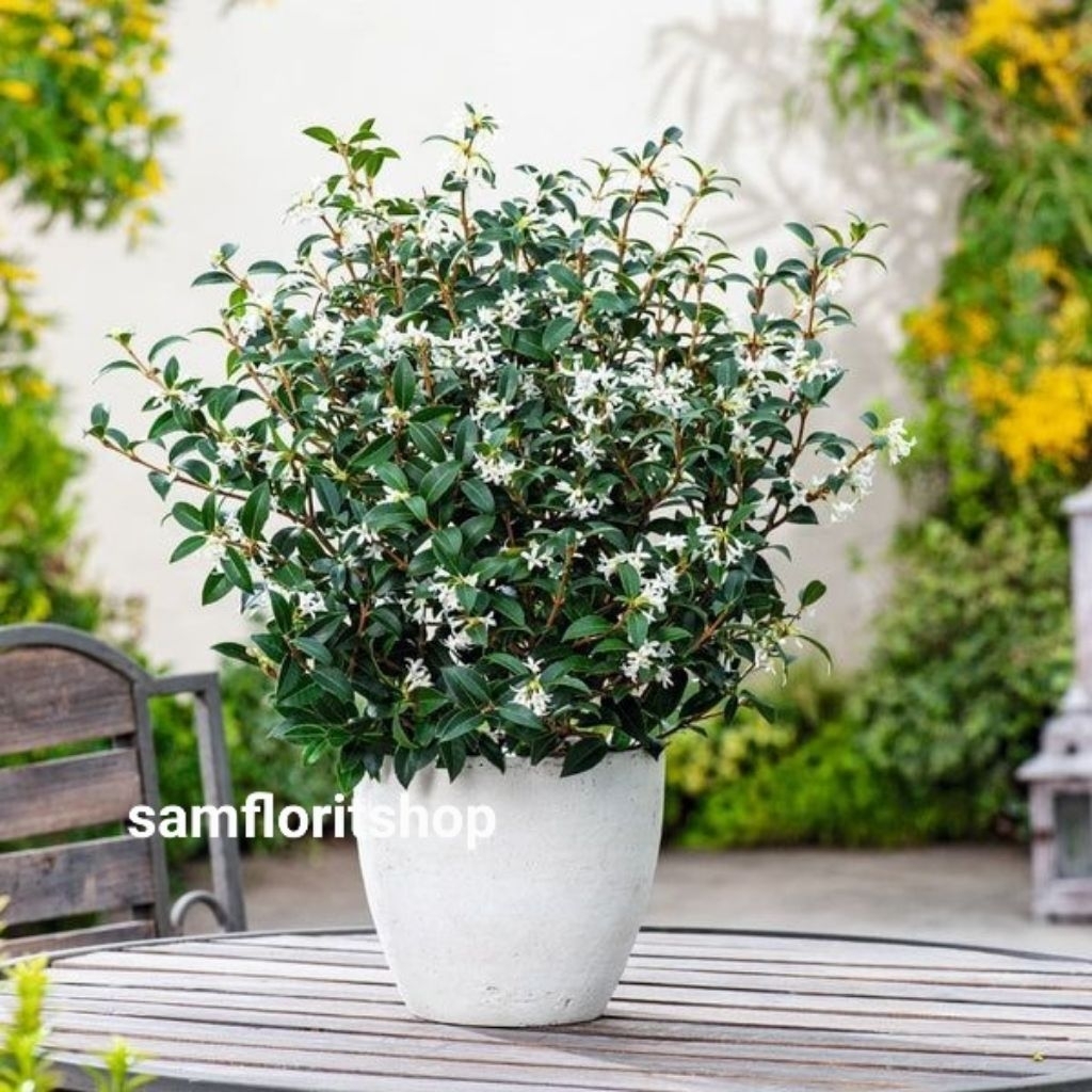Jual Tanaman Osmanthus Fragrans Tanaman Bunga Harum Teh Herbal - Mei ...