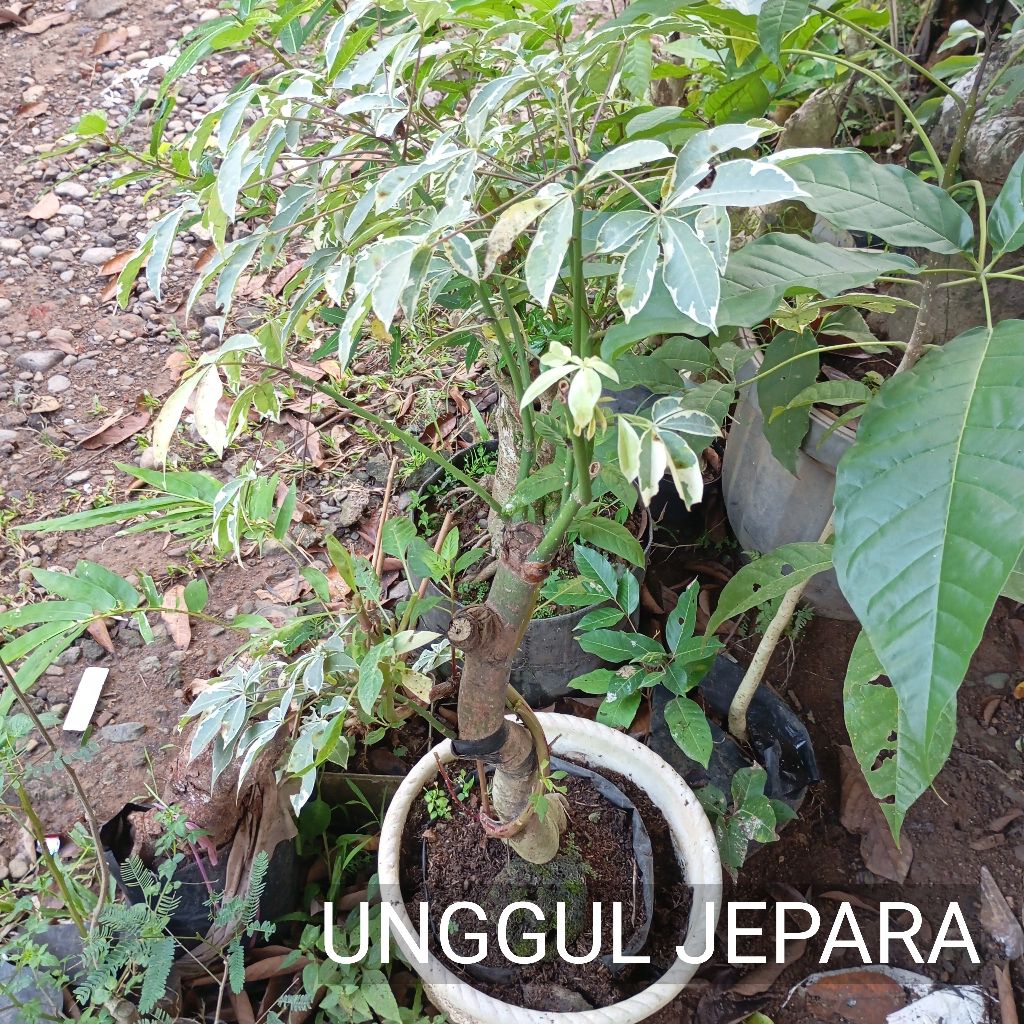 Jual BONSAI RANDU VARIEGATA 1mtr | Shopee Indonesia