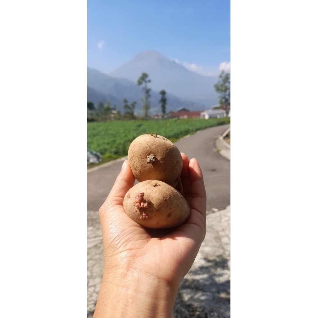 Jual Bibit Kentang Asli Dieng | Shopee Indonesia