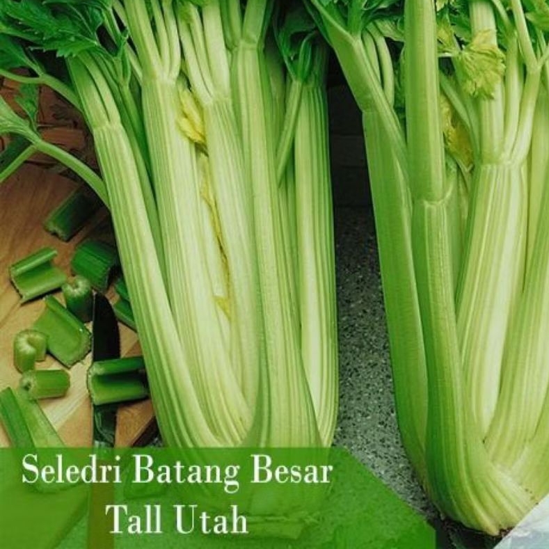 Jual BENIH/BIJI SELEDRI UTAH/BATANG BESAR TALL (200 BUTIR) | Shopee ...
