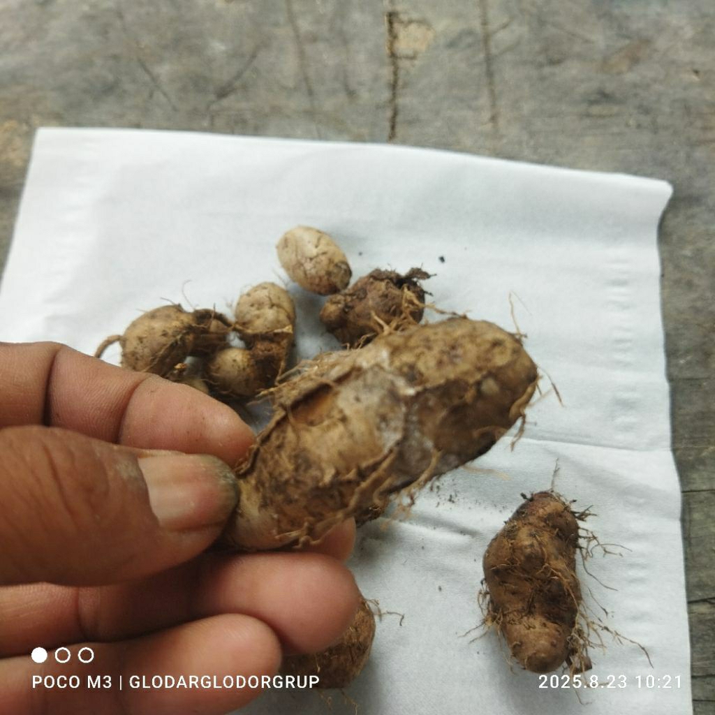 Jual 10 UMBI GEMBILI SIAP SEMAI | Shopee Indonesia