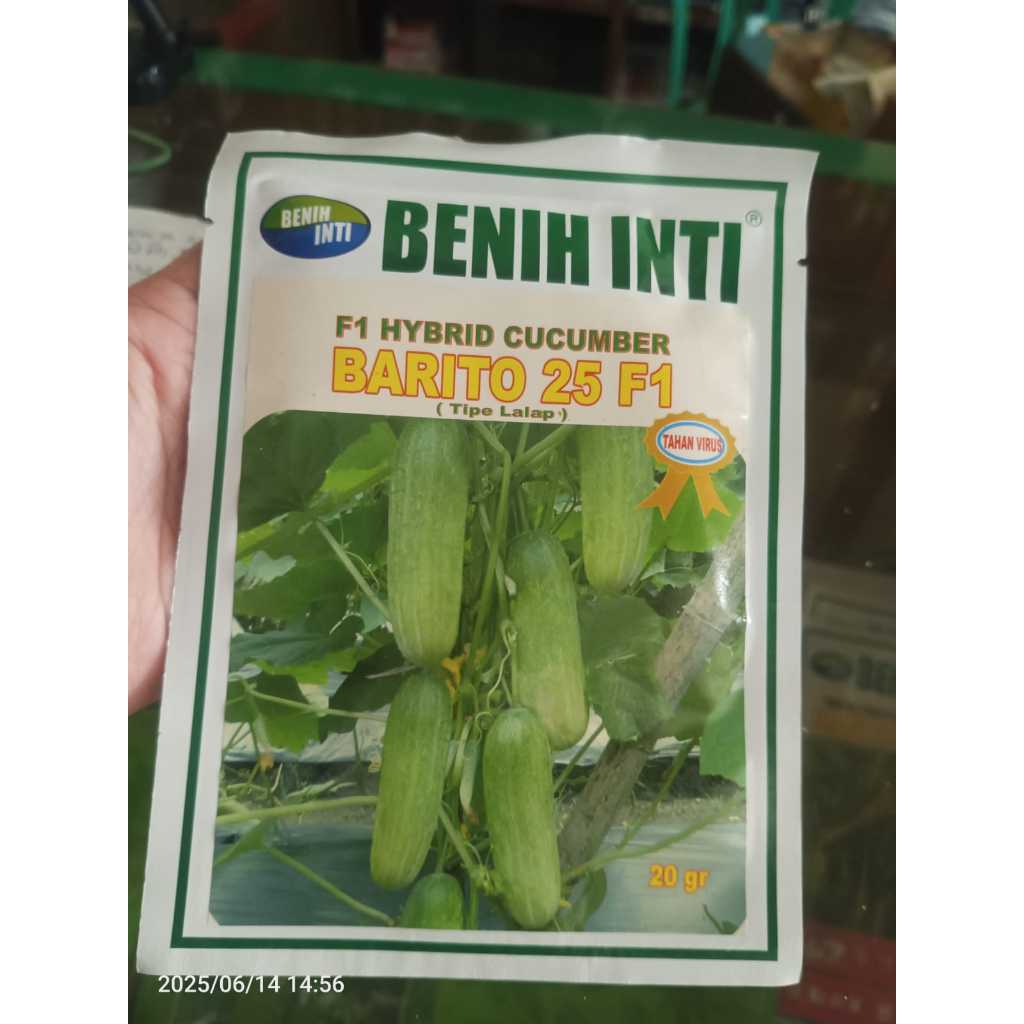 Jual Benih Timun Lalap BARITO 25 F1 Benih timun lalapan Benih Inti 20 ...