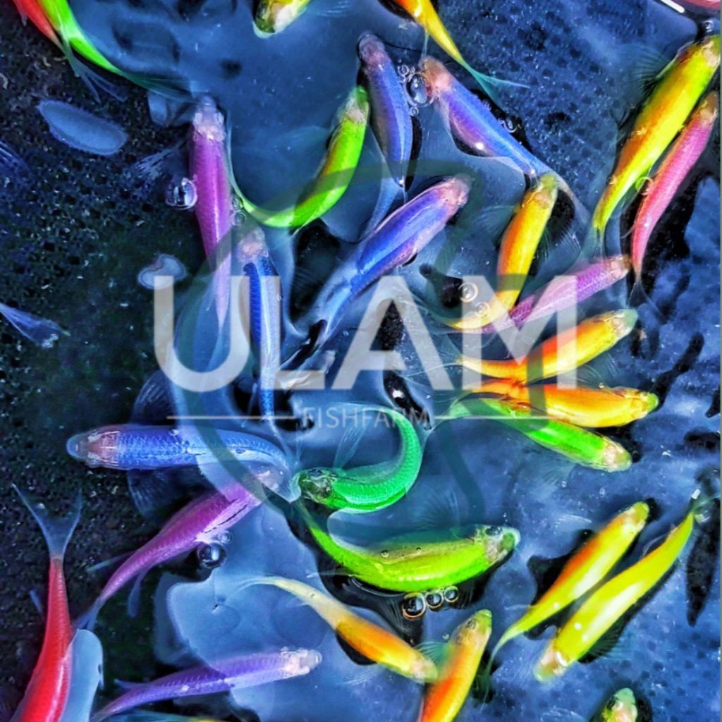 Jual Danio Slayer Warna Mix Isi 50 | Shopee Indonesia