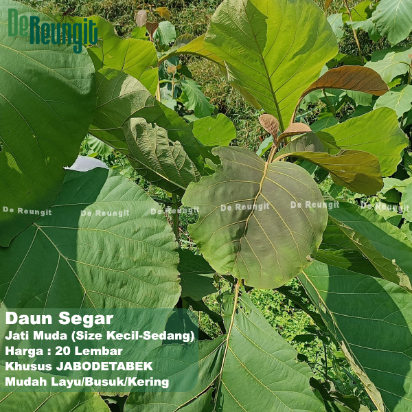 Jual Daun Jati Muda Kecil - Sedang Pucuk Per 20 Lembar Pewarna Makanan ...