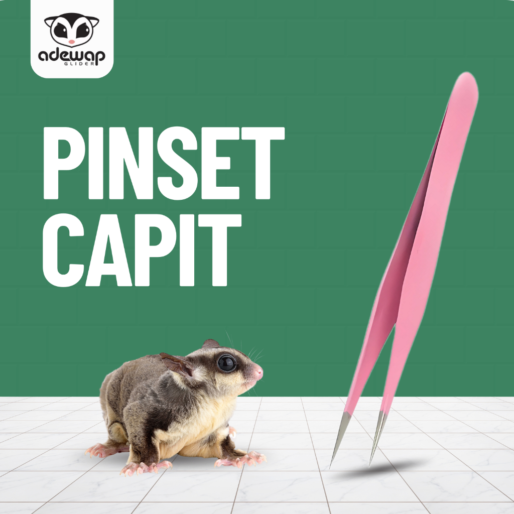 Jual ADEWAP GLIDER Pinset Feeding Makanan Sugar Glider | Shopee Indonesia