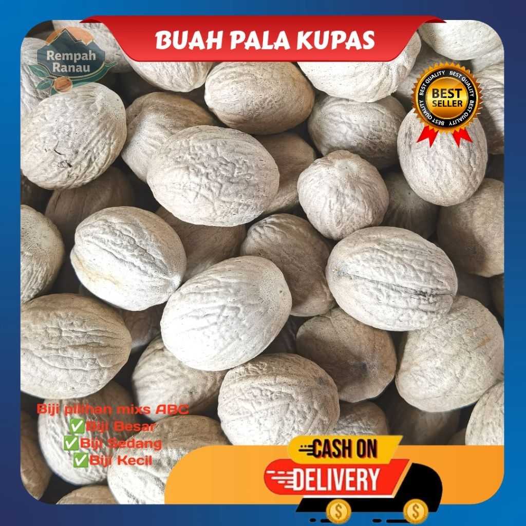 Jual Buah pala kupas 1kg | Biji pala utuh | Pala bulat utuh | Nutmeg ...