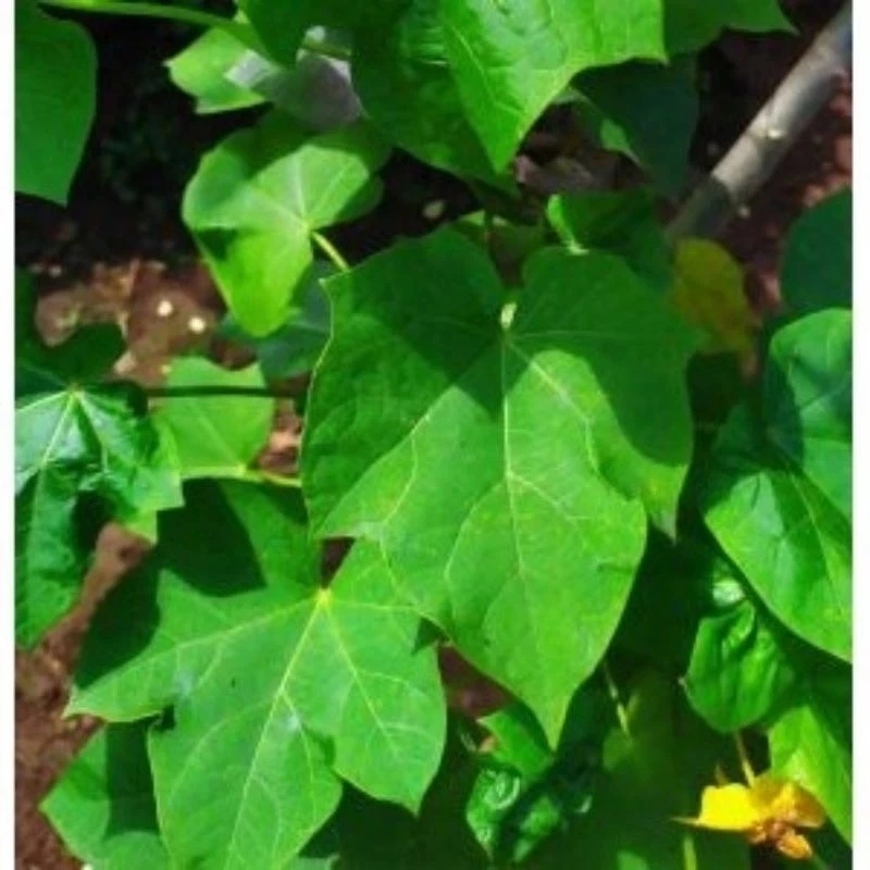 Jual daun jarak cina daun untuk kulit gatal | Shopee Indonesia