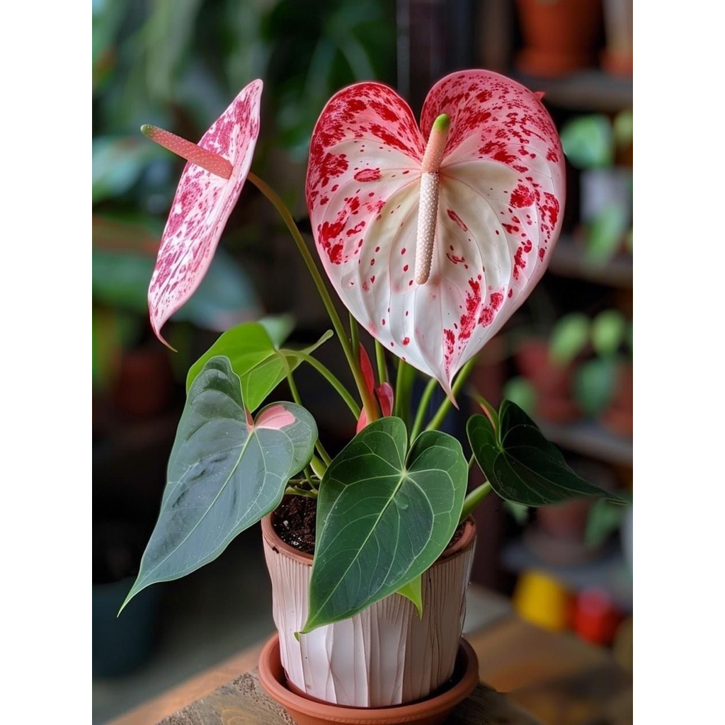 Jual TANAMAN HIAS ANTHURIUM MICKEY MOUSE PINK SPLASH | Shopee Indonesia