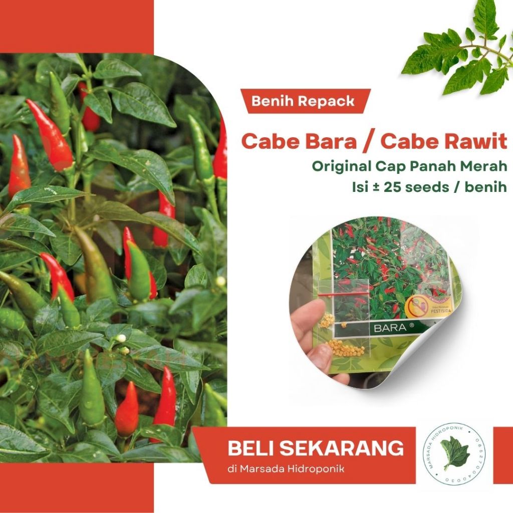 Jual Bibit Benih Cabai Cabe Bara Cap Panah Merah Kemasan Repack isi 25 ...