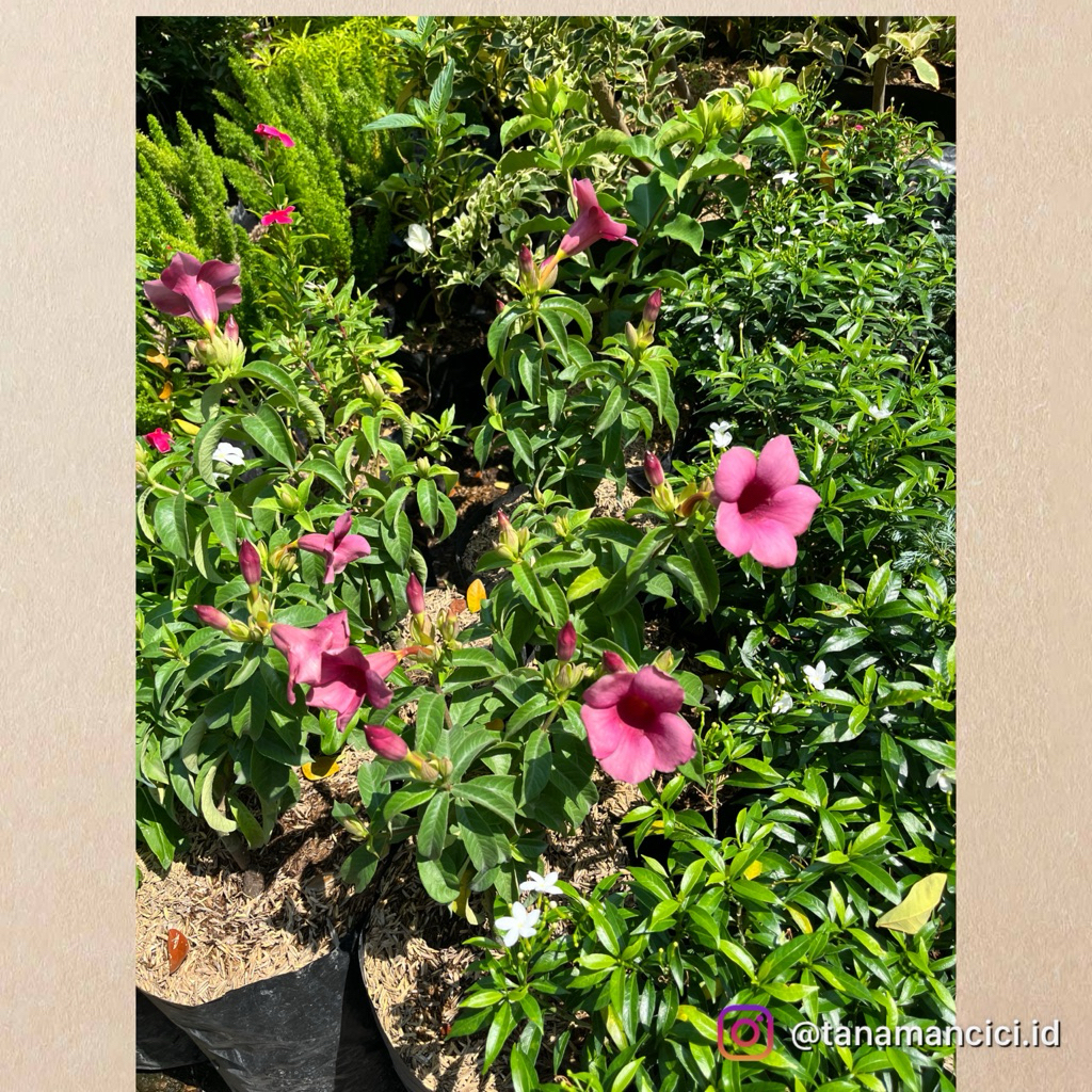 Jual Tanaman bunga alamanda outdoor real picture berbunga | Shopee ...