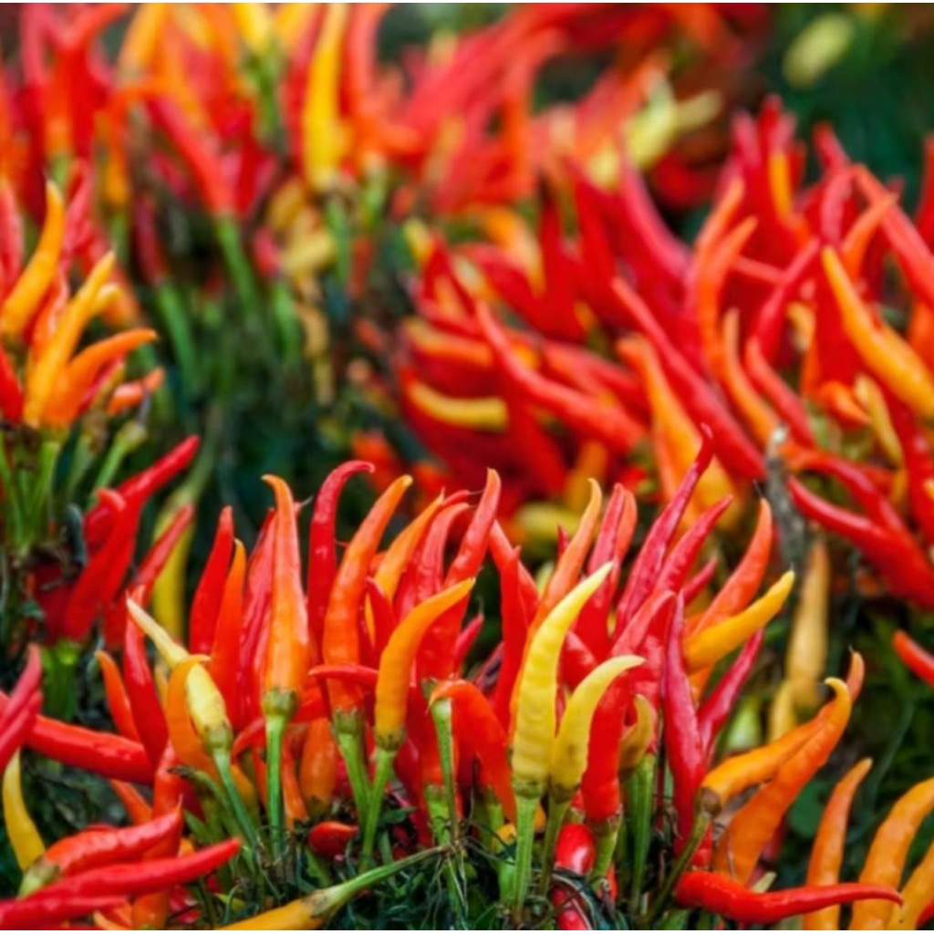 Jual POHON CABE RAWIT RED MEDUSA SUDAH DEWASA / TANAMAN CABAI RAWIT RED ...