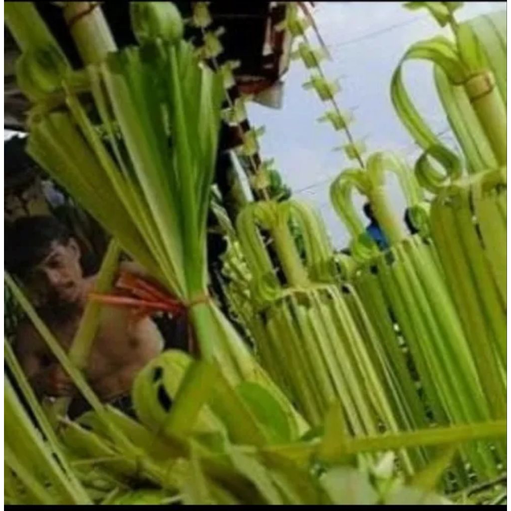 Jual janur kelapa/daun muda kelapa per 100 lembar | Shopee Indonesia