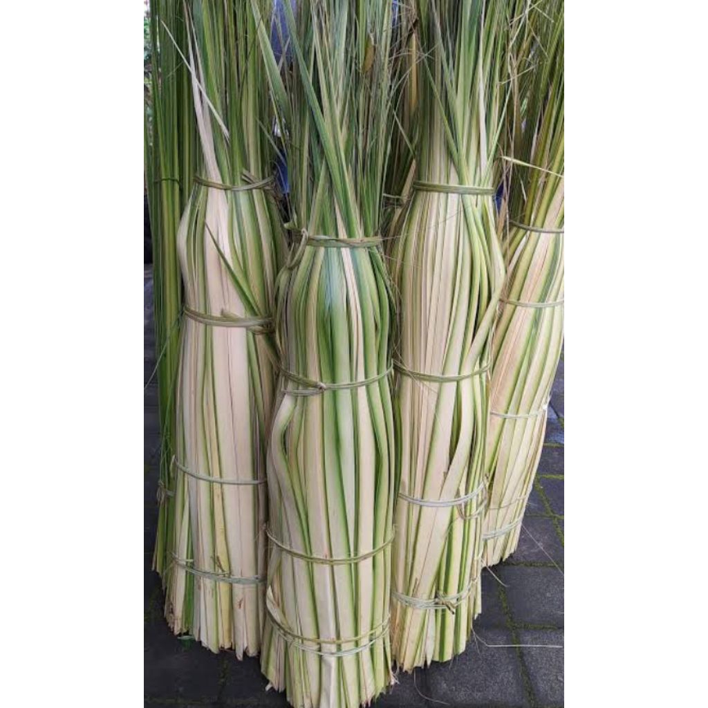 Jual janur/daun kelapa muda/daun ketupat 50 lembar | Shopee Indonesia