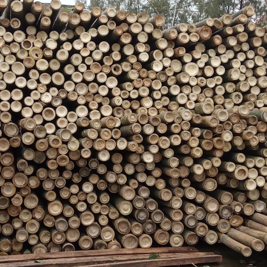 Jual Bambu steger 6 meter ukuran 8 - 10 cm | Shopee Indonesia