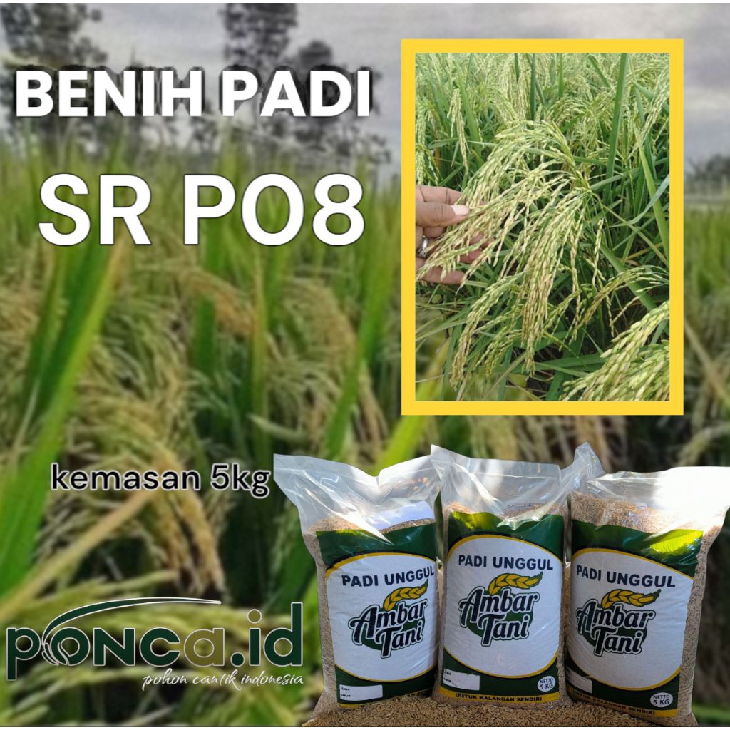 Jual benih padi SR P08 ultra genjah original kemasan 5kg | Shopee Indonesia