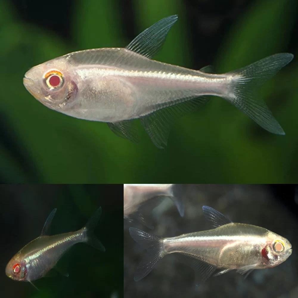 Jual Ikan Neon Api Albino | Ikan Hias Air Tawar | Shopee Indonesia
