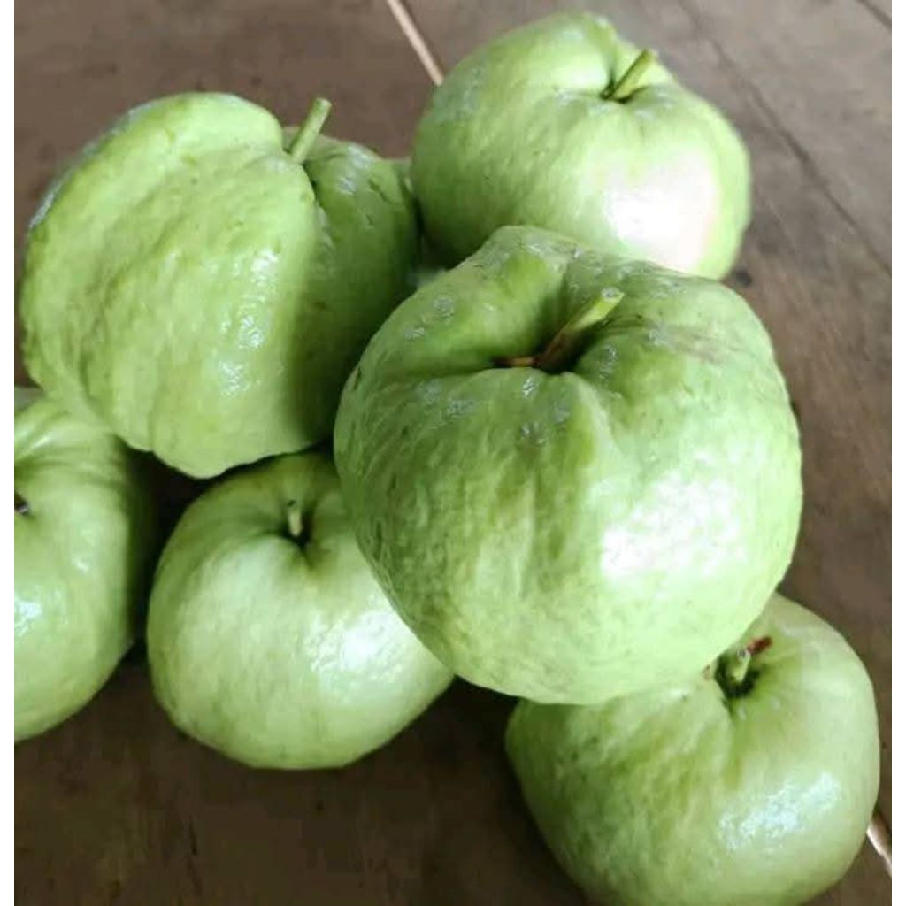 Jual jambu kristal 1 kg super langsung petik dari pohon | Shopee Indonesia