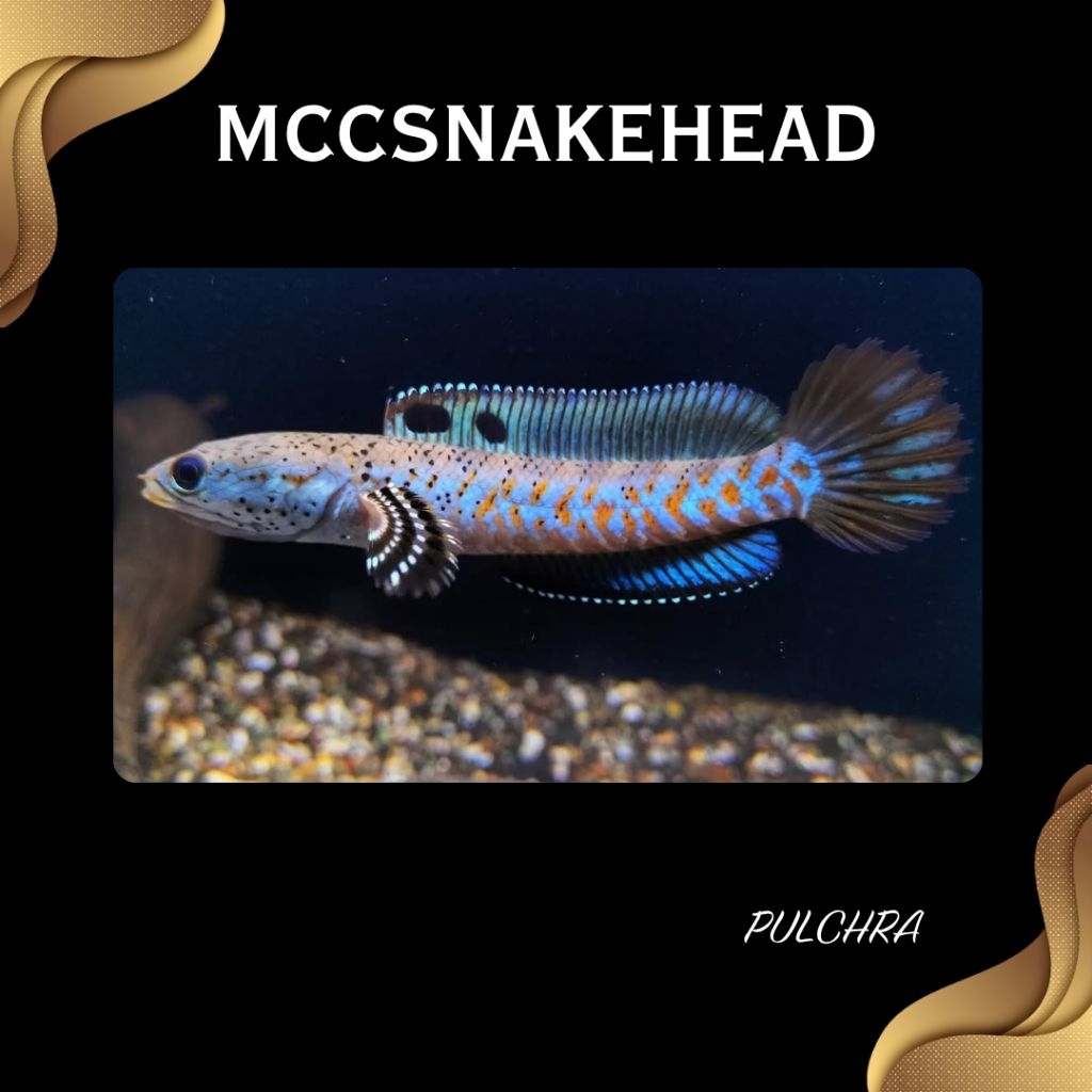 Jual Blue Pulchra Full Dot Yellow Spot | SINGLE TANK - BEST SORTIRAN ...