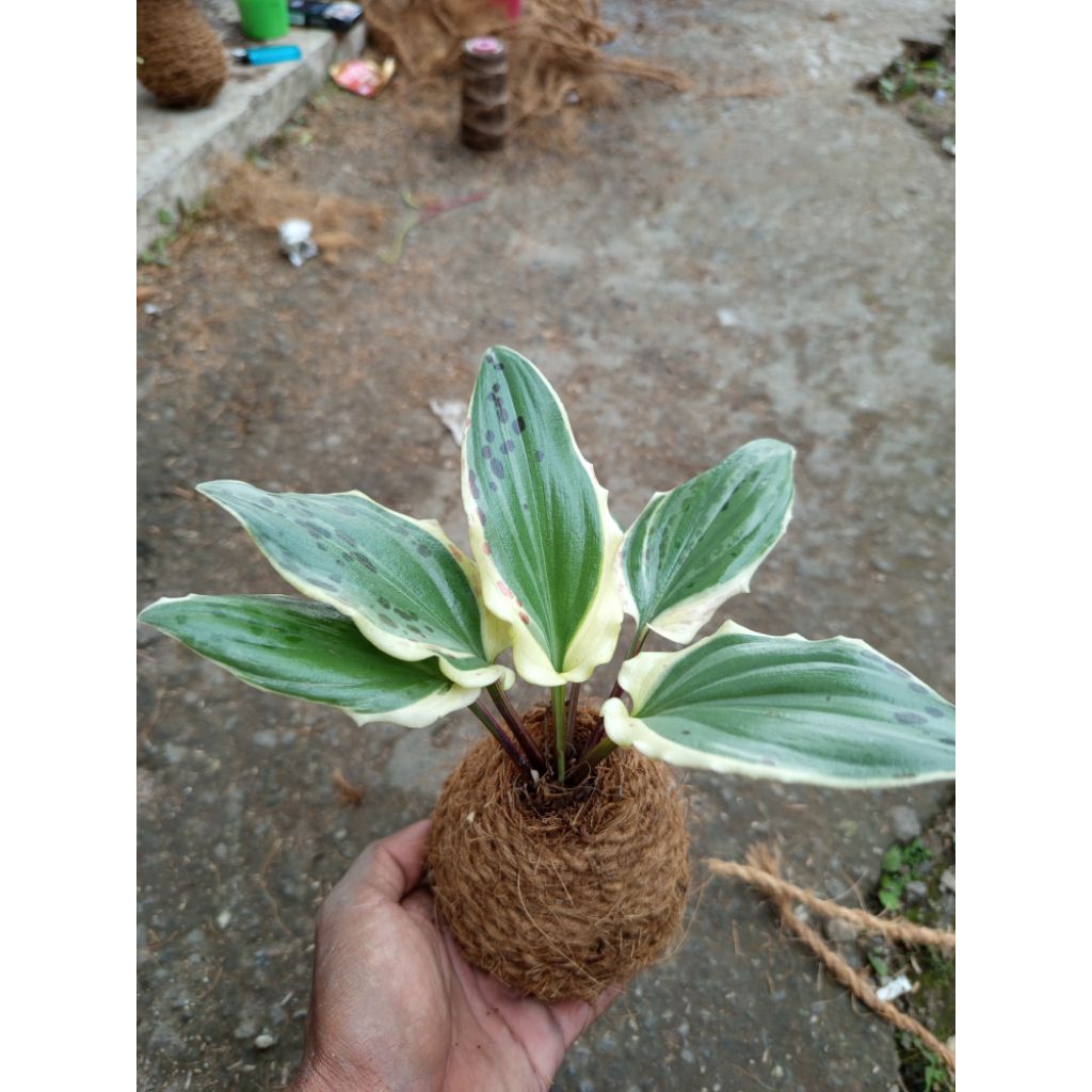 Jual kokedama keladi katak varigata putih super subur sehat | Shopee ...