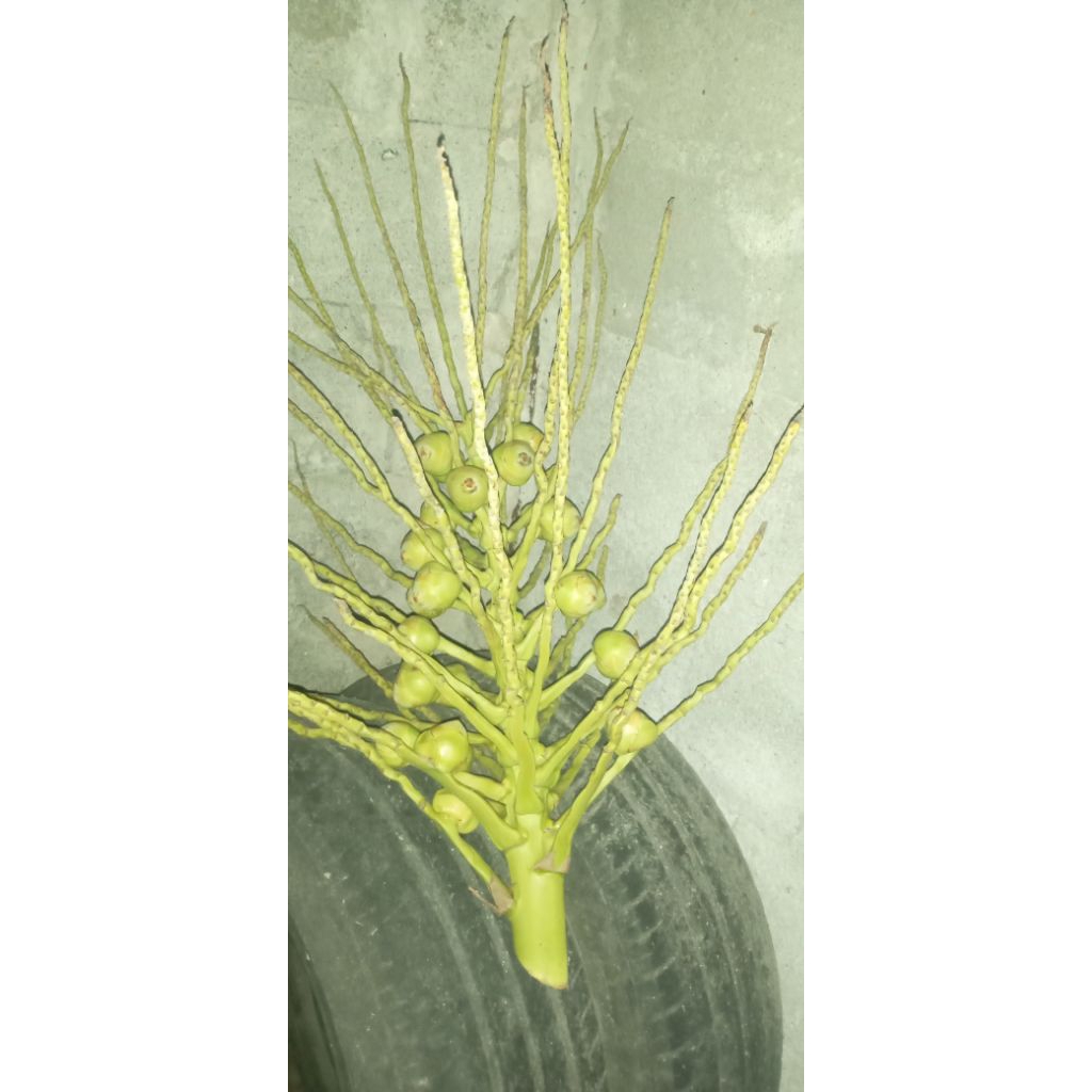 Jual Tembuluk kelapa hijau/bluluk kelapa hijau 10 butir | Shopee Indonesia