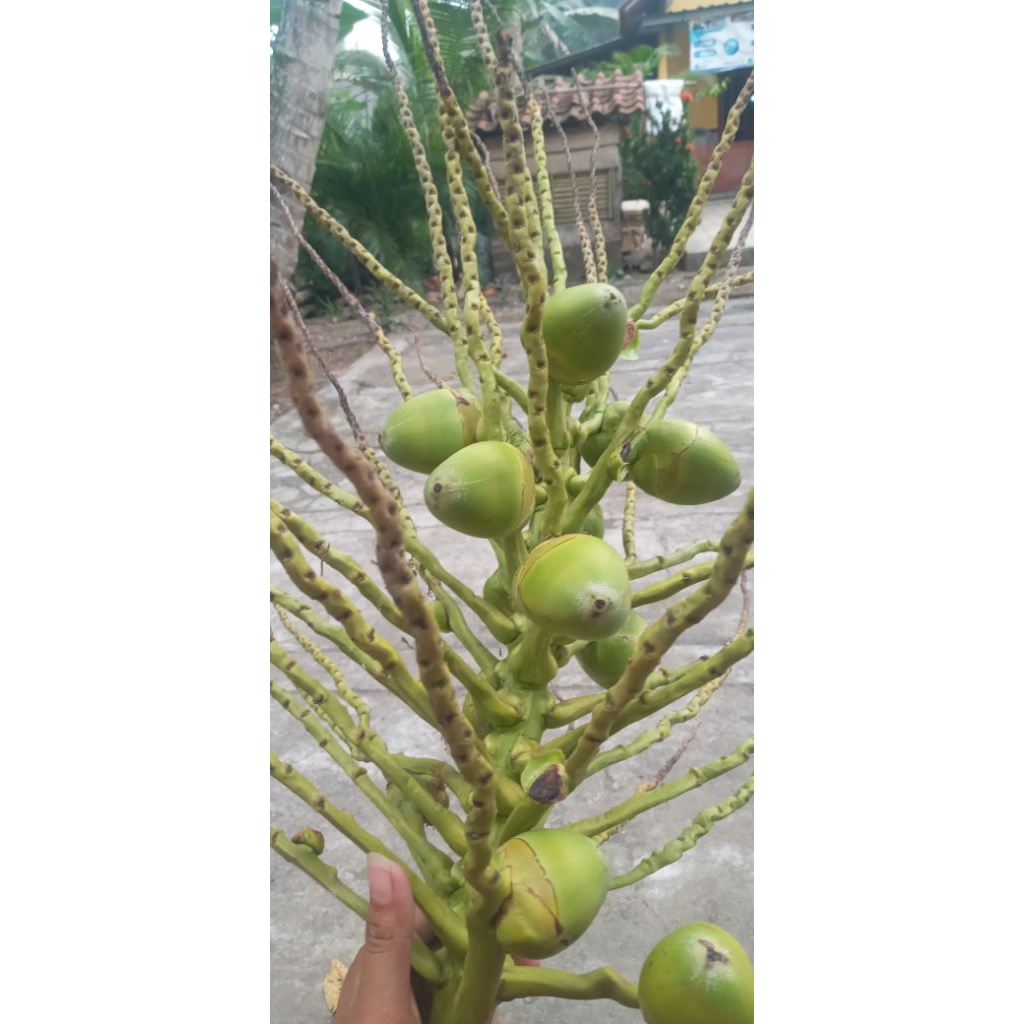 Jual Tembuluk kelapa hijau/bluluk kelapa hijau 10 butir | Shopee Indonesia