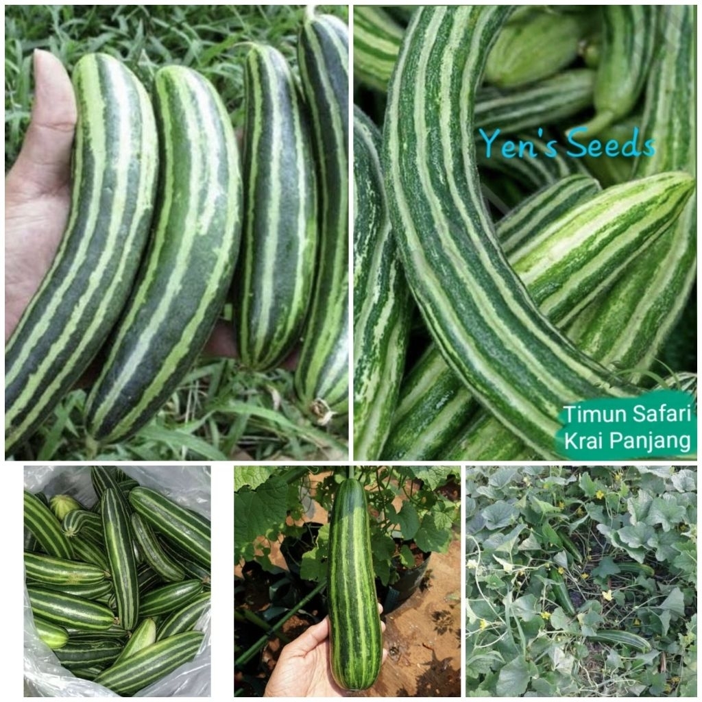 Jual Benih Tanaman Timun Safari Krai Panjang | Shopee Indonesia