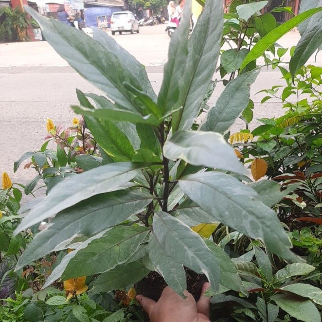 Jual Tanaman gandarusa rawelia varigata pohon gandarusa varighata ...