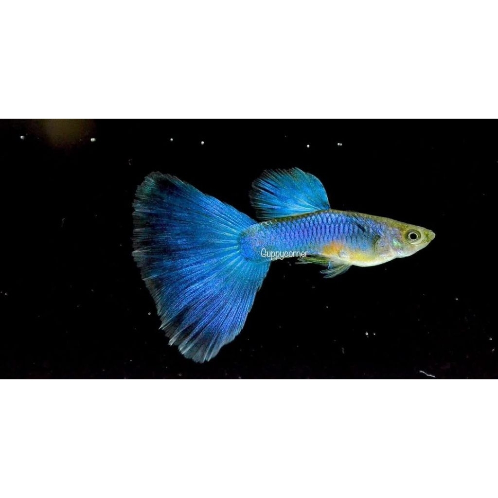 Jual stiker unik Guppy Singa Blue Tail | Shopee Indonesia