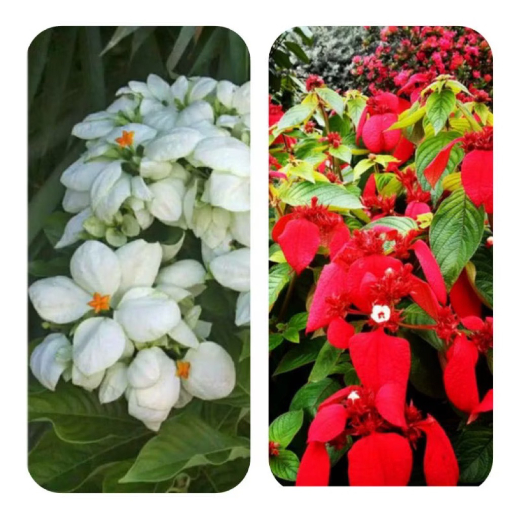 Jual ( BISA COD ) Tanaman Hias Bunga Nusa Indah Pink Putih & Merah ...