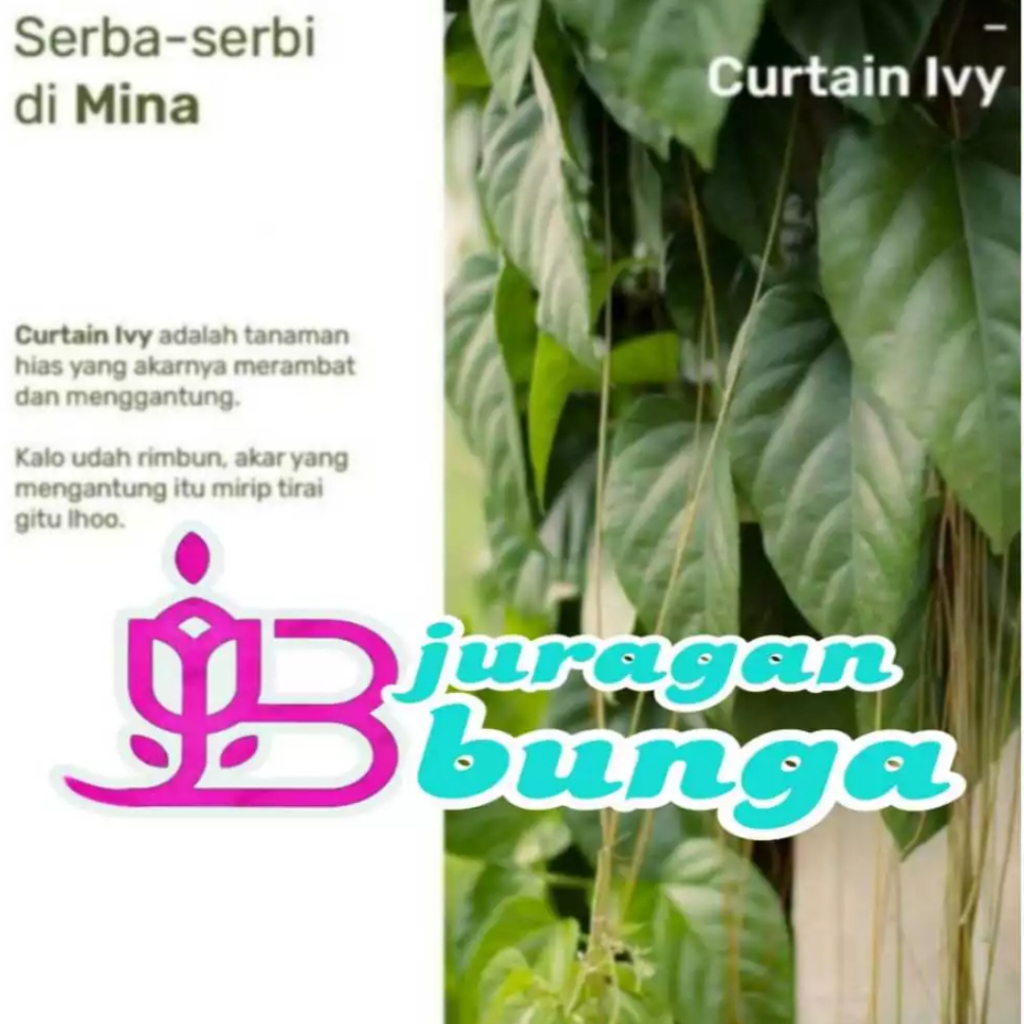 Jual stek CURTAIN IVY 4 ukuran (baru) | TANAMAN MERAMBAT AKAR GANTUNG ...