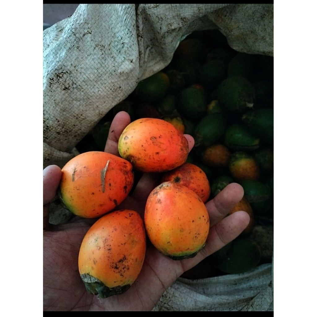 Jual pinang tua / jambe tua 1kg | Shopee Indonesia