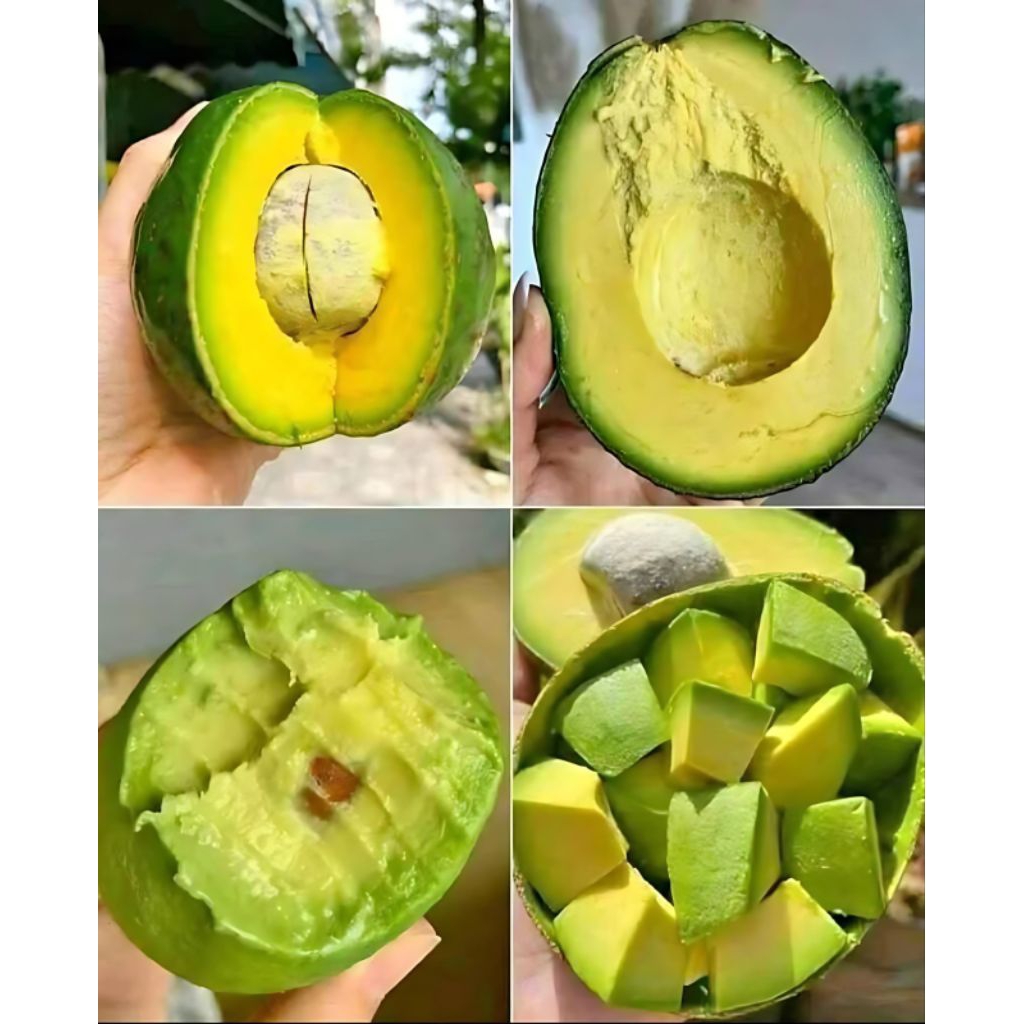 Jual Alpukat Mentega Super 1kg isi 3-5 | Shopee Indonesia