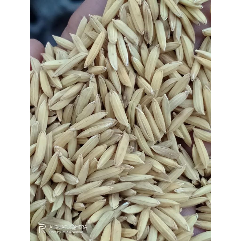 Jual Benih padi indukan MR 219 kemasan 1KG | Shopee Indonesia