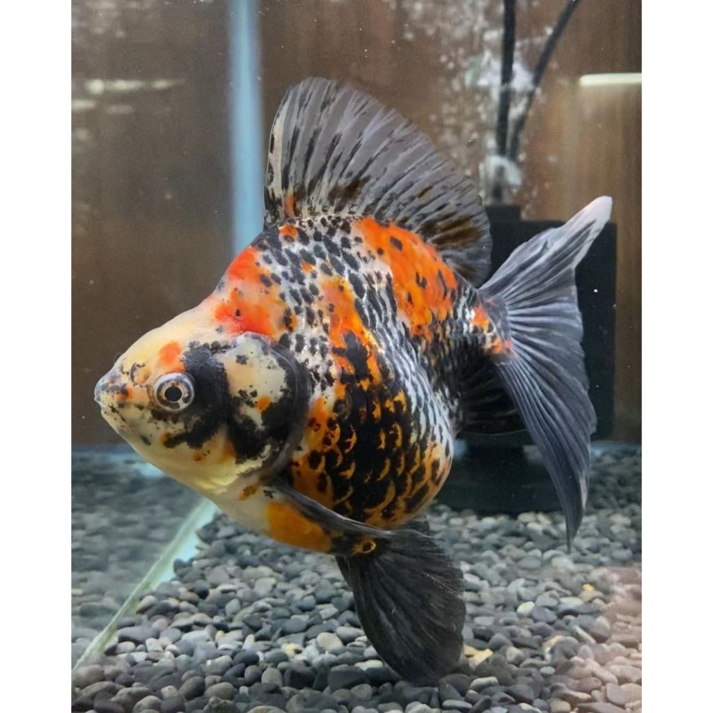 Jual KOKI RYUKIN pancawarna DEWASA (JUMBO aquascape) | Shopee Indonesia