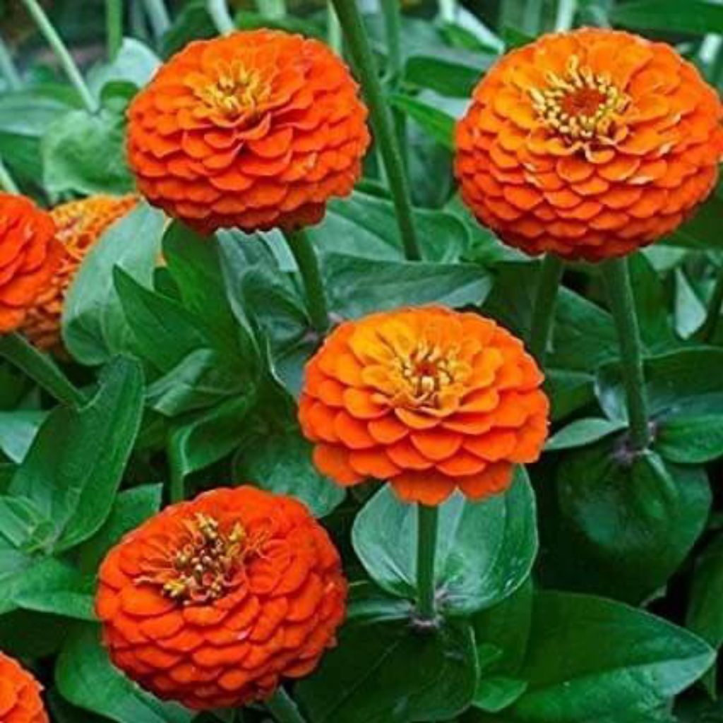 Jual BENIH BUNGA ZINNIA ORANGE KING ( ISI 10 BUTIR) | Shopee Indonesia