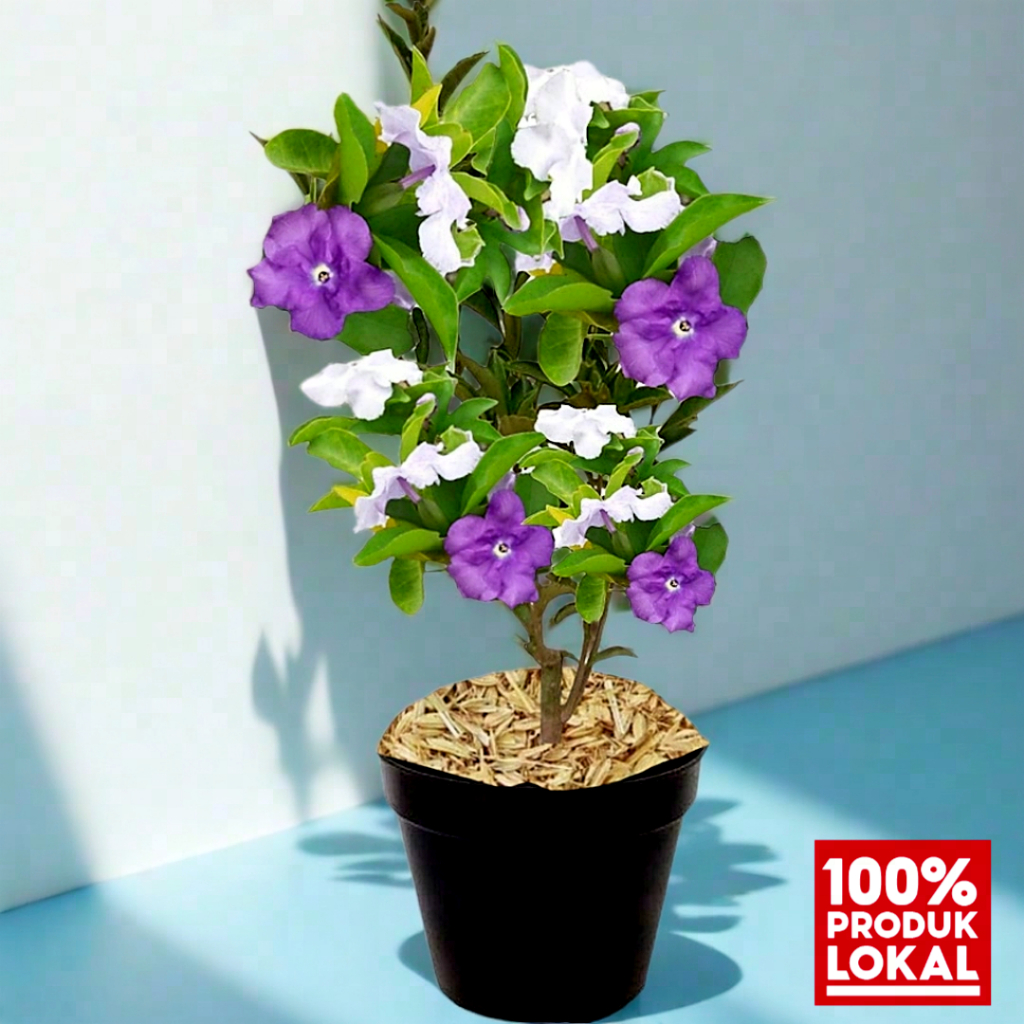 Jual Tanaman Melati Costa Wangi Semerbak Bunga Cantik | Shopee Indonesia