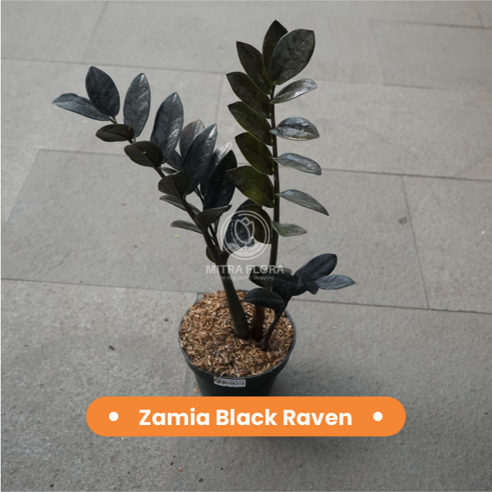 Jual Zamia Black Raven (Zamioculcas zamiifolia) Tanaman Hias Hitam ...