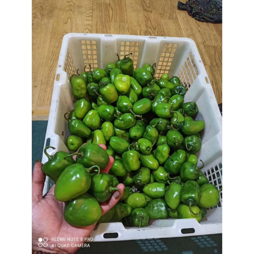 Jual CABAI GENDOT / CABE GENDOT FRESH 500gram / CABE BENDOT / CABAI ...