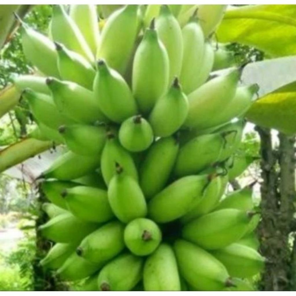 Jual PISANG MULI SEGAR TUA POL/PISANG MULI 1 KILO/PISANG LIMPUNG ...