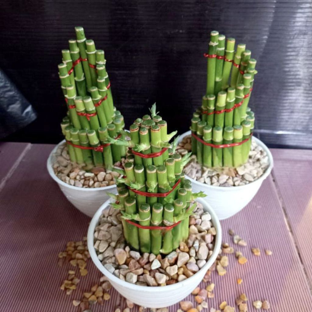Jual Tanaman hias Bambu hoki Bambu air sri rejeki | Shopee Indonesia