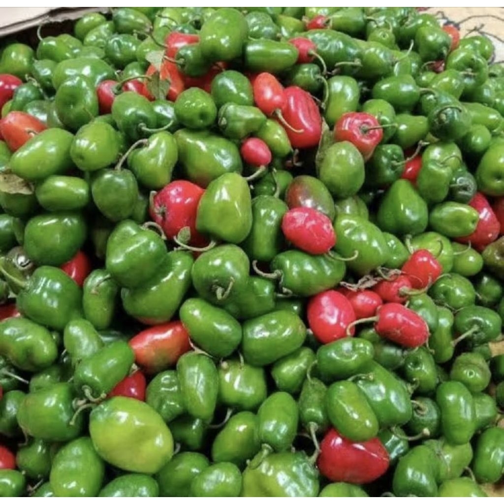 Jual Cabe gendot asli bandung 250gr, pengiriman dari Binjai Sumatera ...