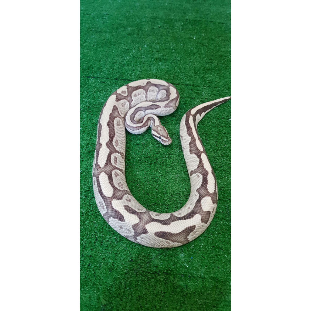 Jual Ball Python Fire Specter,,Male Dewasa,,Proven,,Siap Ternak | Shopee Indonesia