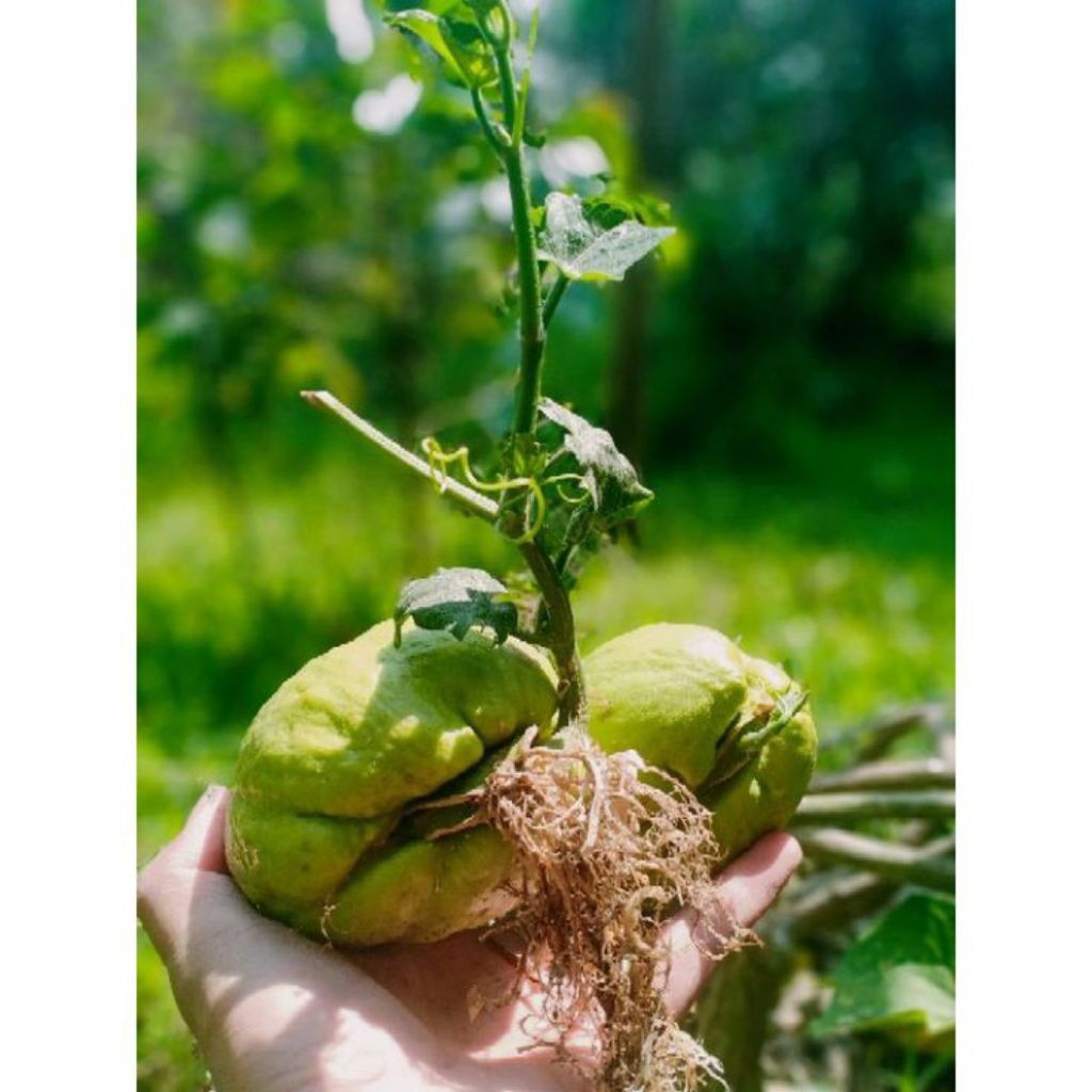 Jual Benih labu siam tw fresh siap tanam | Shopee Indonesia