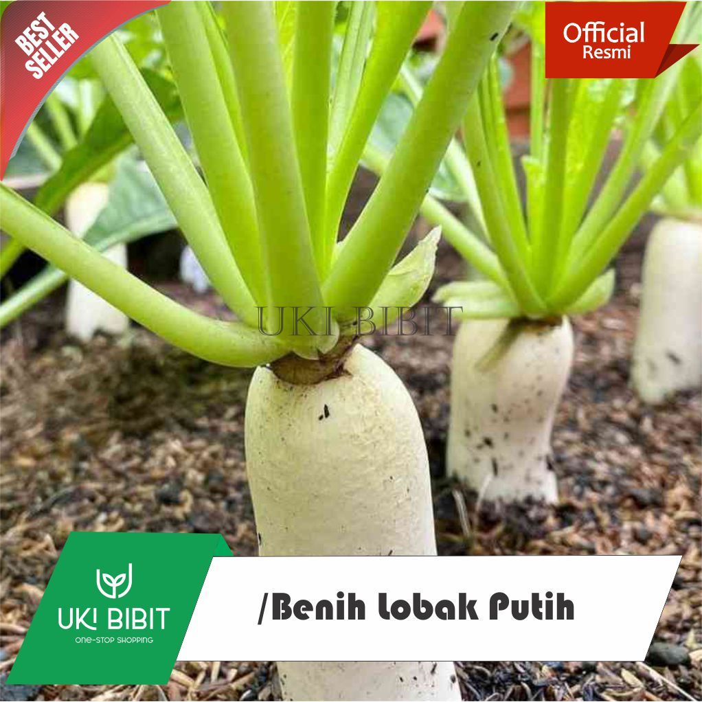 Jual ( 10 Butir ) Benih Biji Lobak Putih | Raphanus Sativus | Shopee ...